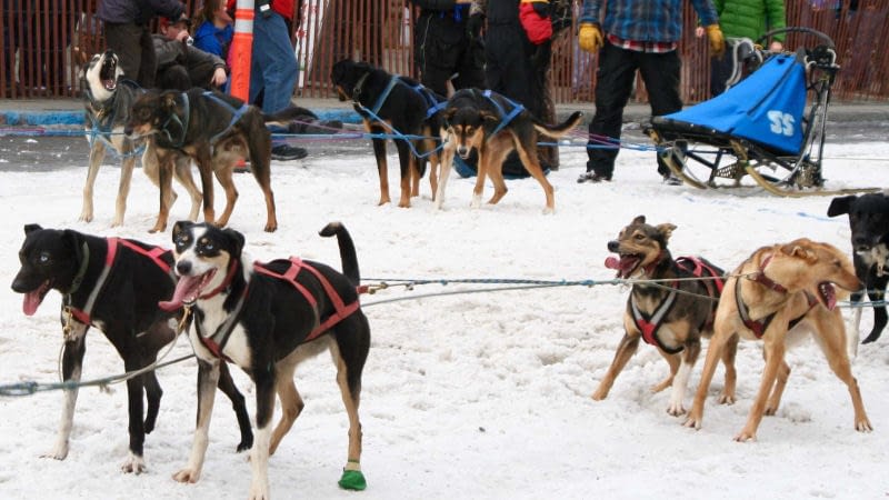 What do the different Sled Dog Breeds have in common Breeds ...