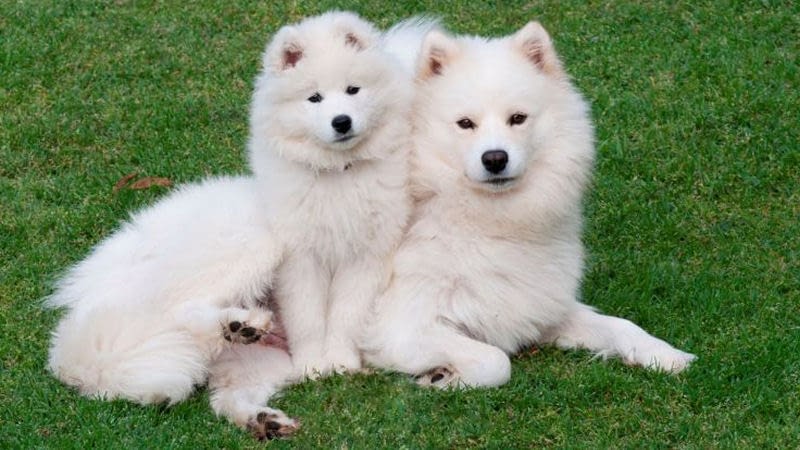 Sled Dog Breeds Explained Samoyed | Northernwolf Sled Dog Information Site