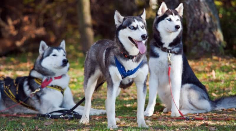 Sled Dog Breeds Explained Siberian Husky | Northernwolf Sled Dog ...